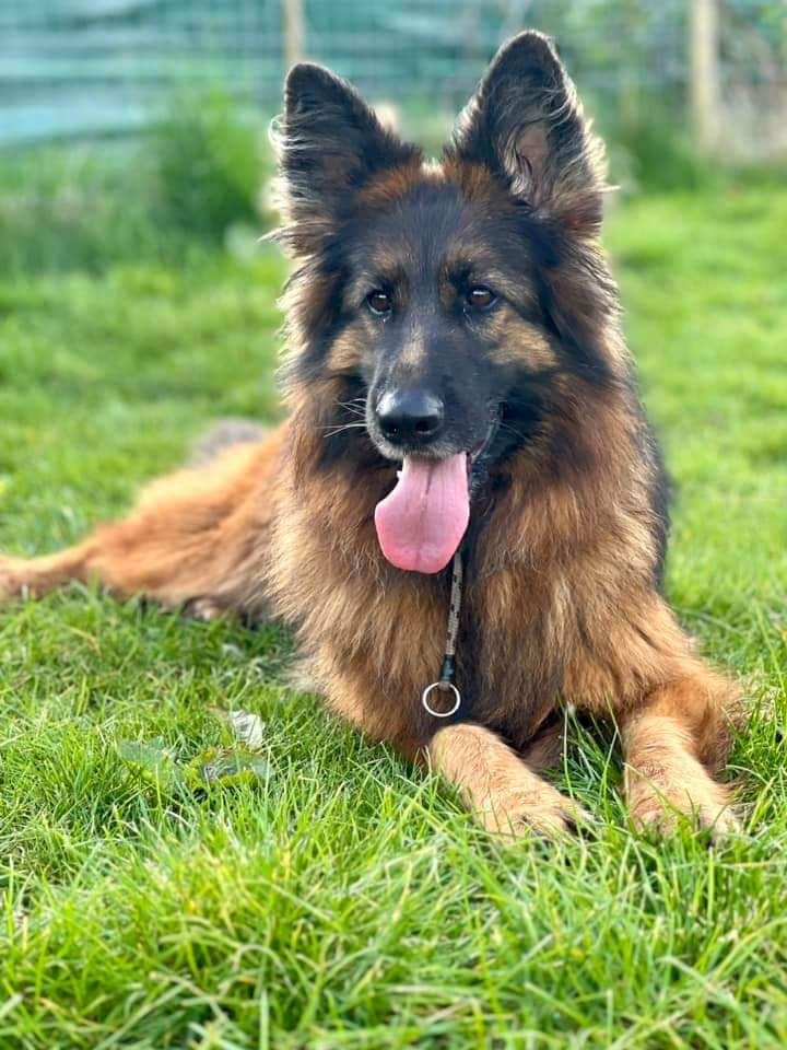 Garbo's GSD Rescue