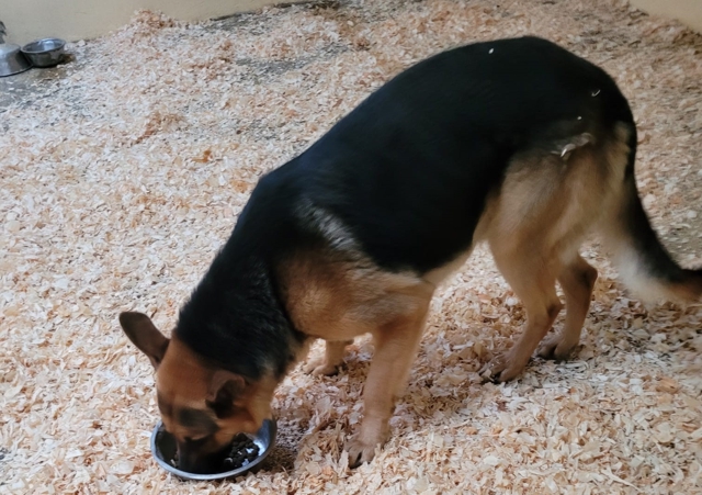 Garbo's GSD Rescue