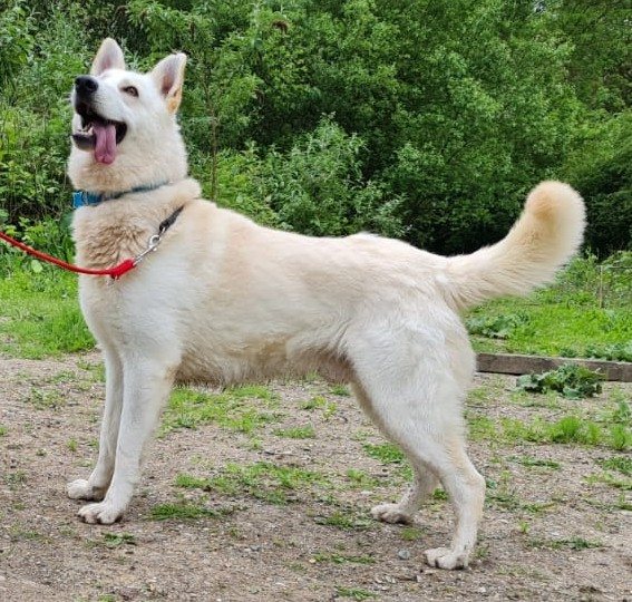 Garbo's GSD Rescue